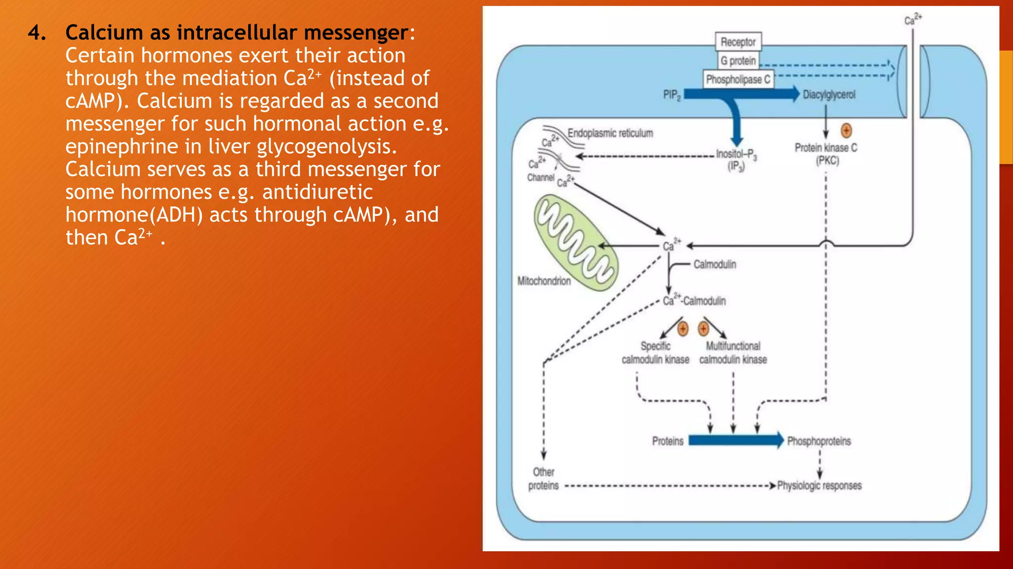 Calcium homeostasis | PPTX