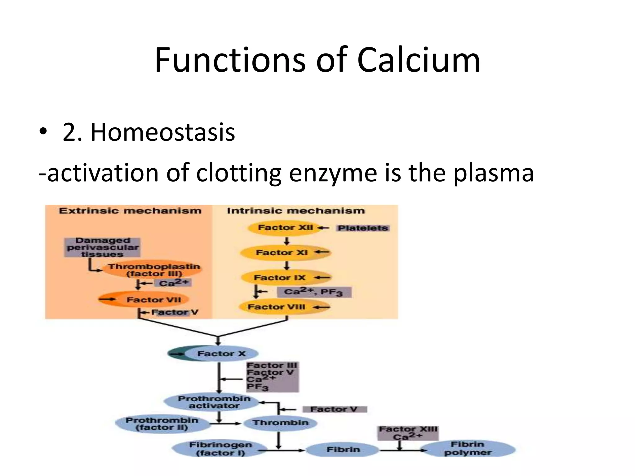 Calcium homeostasis | PPTX