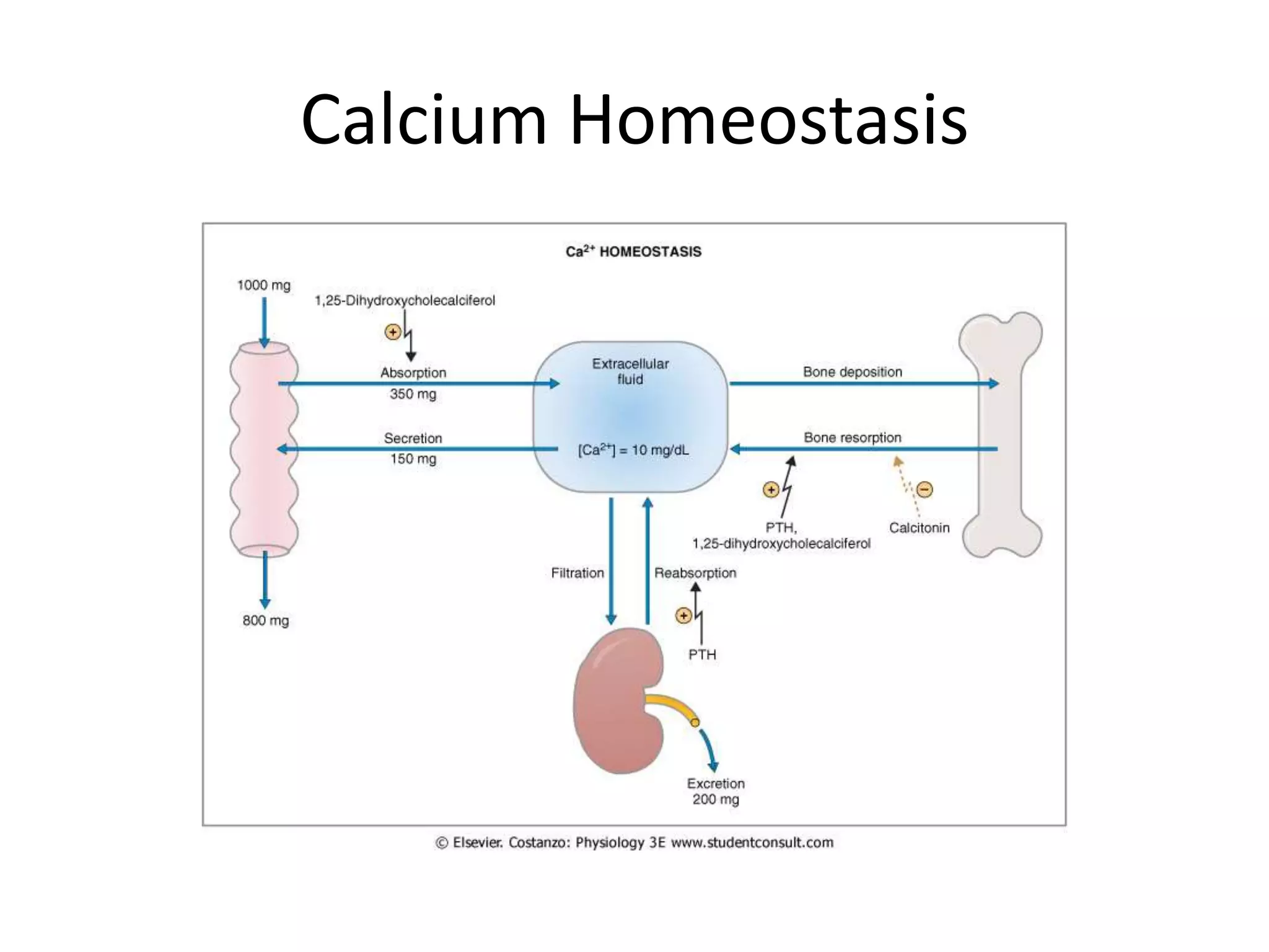 Calcium homeostasis | PPTX