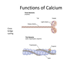 Calcium homeostasis | PPTX