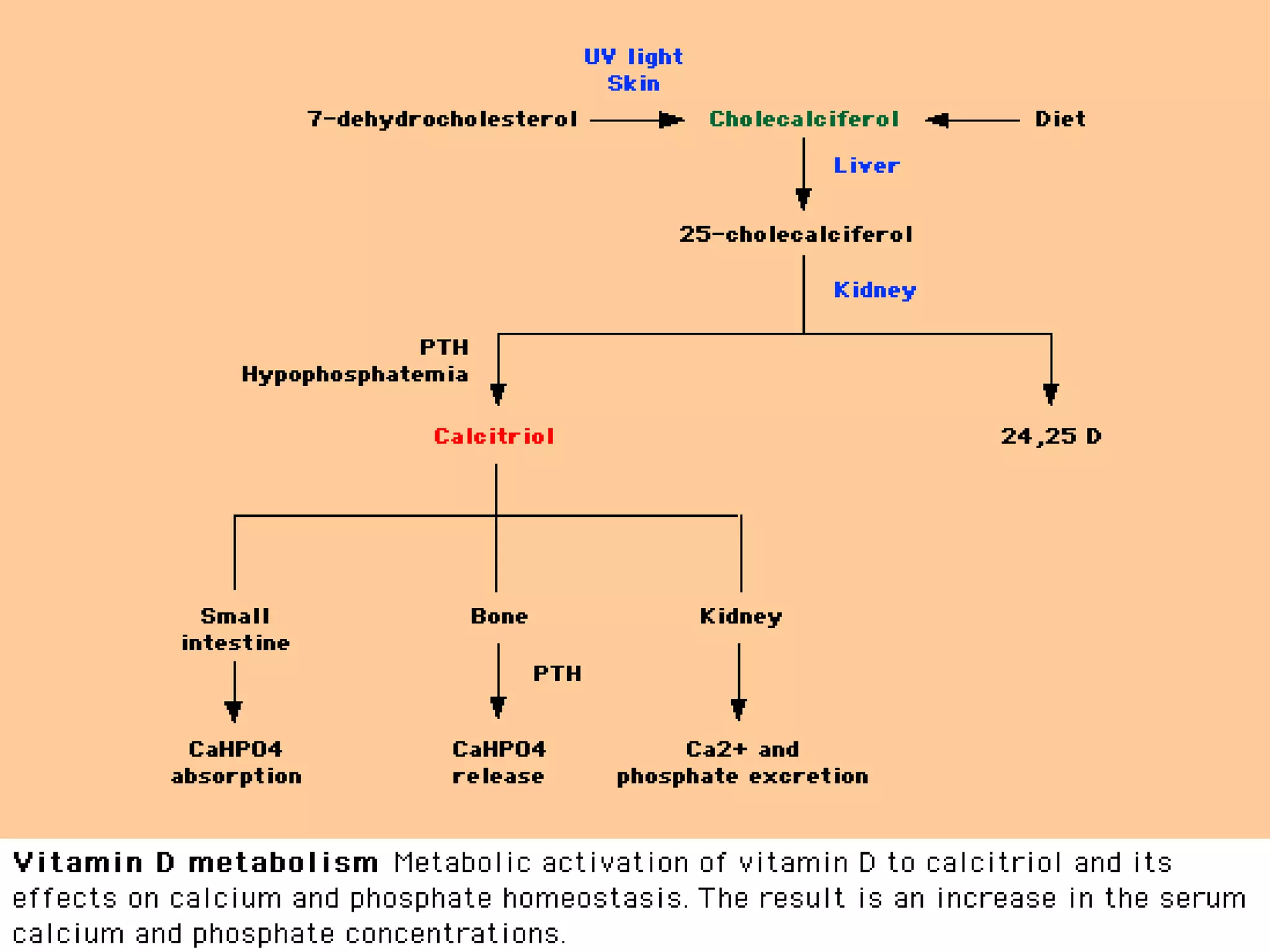 Calcium homeostasis | PPT