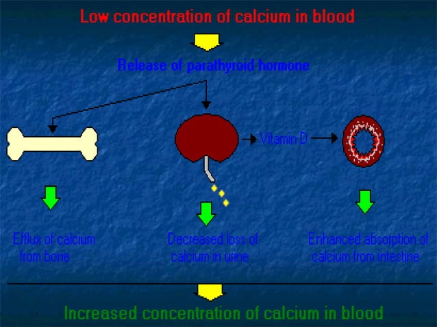 Calcium homeostasis | PPT | Endocrine and Metabolic Diseases | Diseases ...