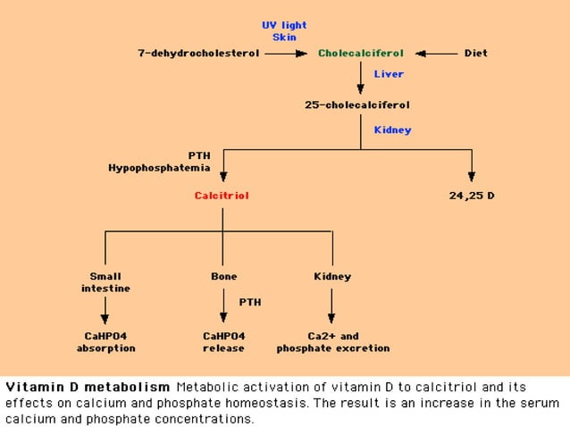 Calcium homeostasis | PPT | Endocrine and Metabolic Diseases | Diseases ...