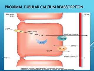 Calcium homeostasis | PPTX