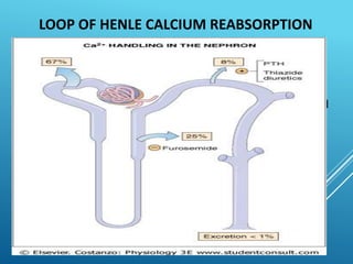 Calcium homeostasis | PPTX