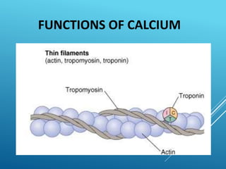 Calcium homeostasis | PPTX