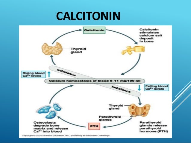 Calcium homeostasis