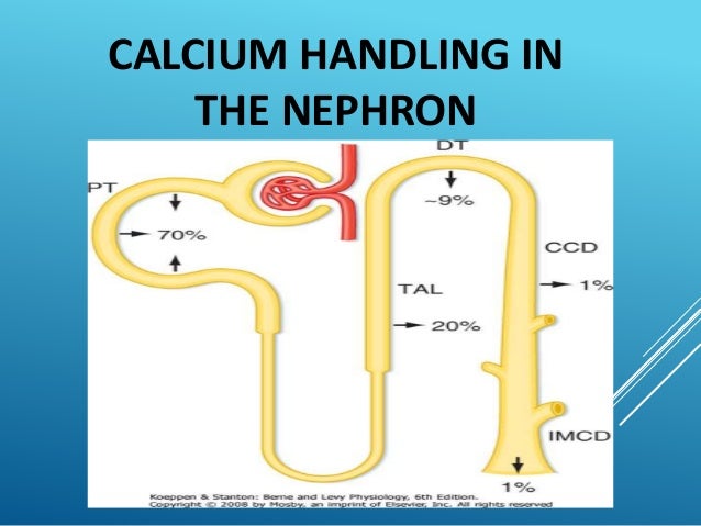 Calcium homeostasis