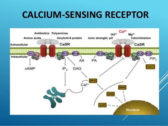 Calcium homeostasis
