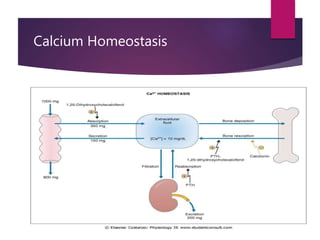 calciumhomeostasis-160709082520.pdf