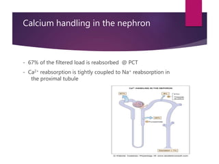 calciumhomeostasis-160709082520.pdf | Endocrine and Metabolic Diseases ...