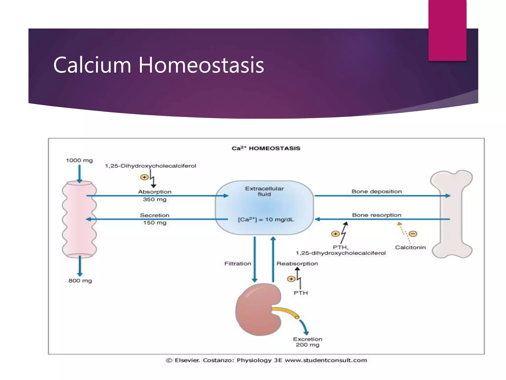 Calcium homeostasis | PPTX