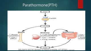 Calcium homeostasis | PPTX