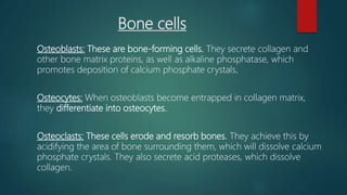 Calcium homeostasis | PPTX