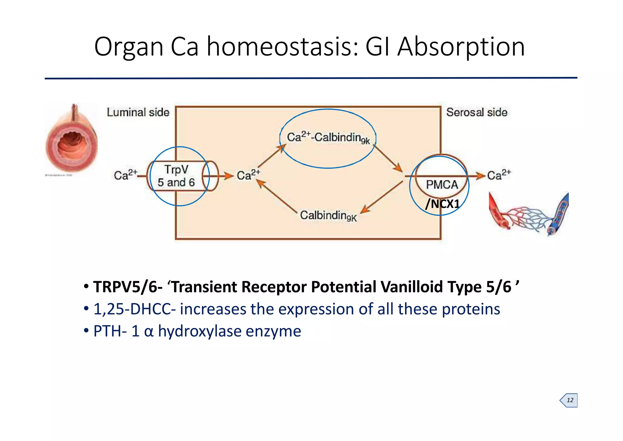 calciumhomeostasis-200517174534.pptx
