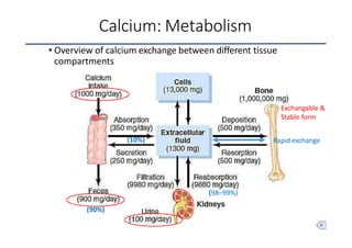 calciumhomeostasis-200517174534.pptx