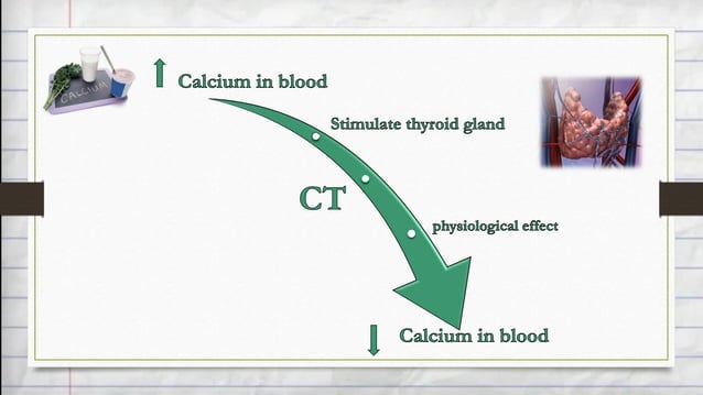 Calcium homeostasis | PPT