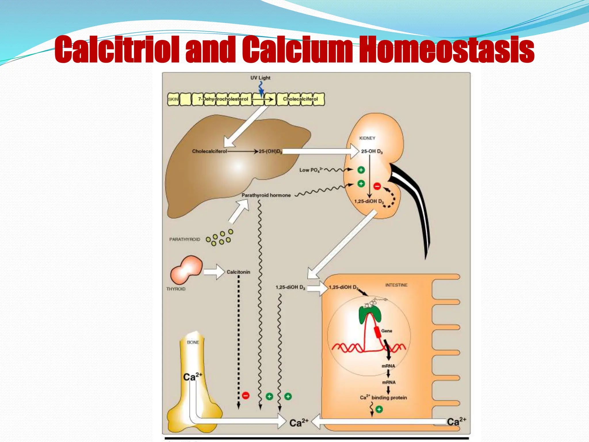 Calcium Homeostasis.ppt