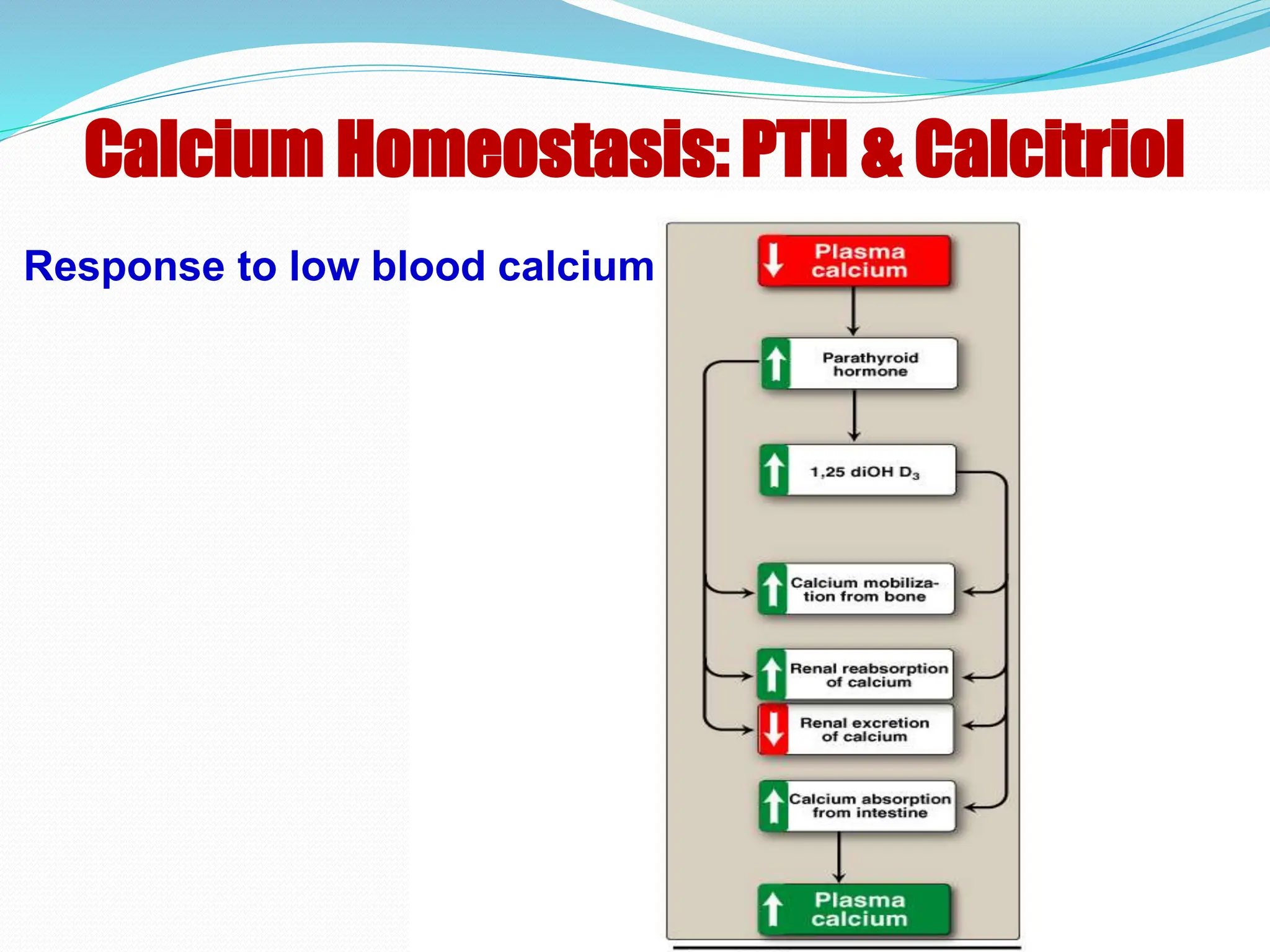 Calcium Homeostasis.ppt