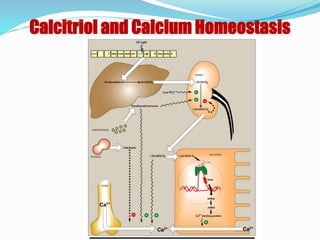 Calcium Homeostasis.ppt
