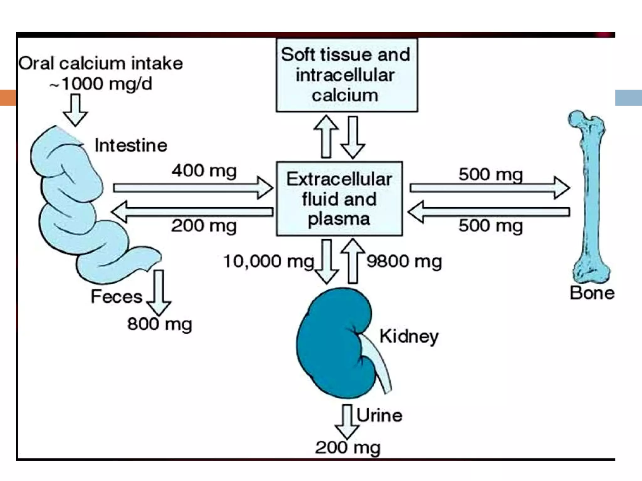 Calcium homeostasis & its related disorders | PPT
