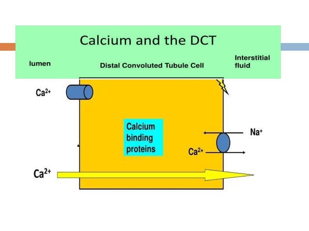 Calcium homeostasis & its related disorders | PPT | Chemistry | Science