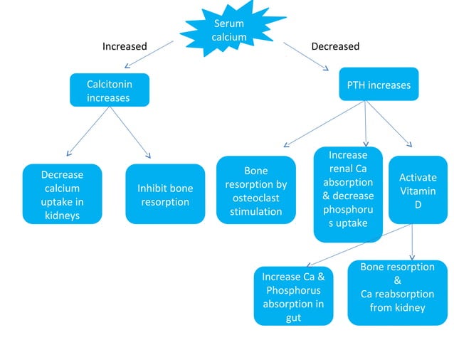 Calcium homeostasis & rickets | PPT