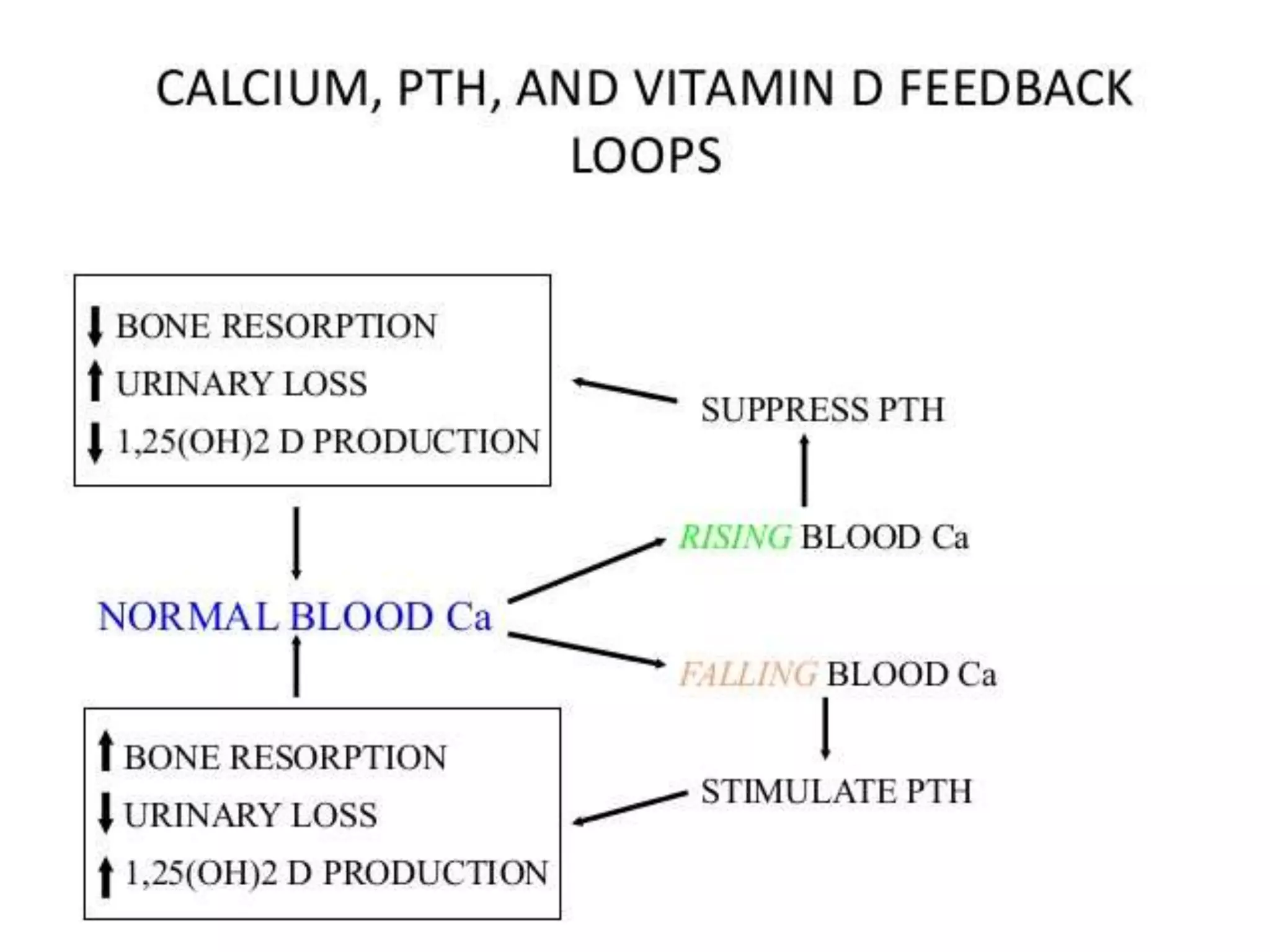 Calcium Imbalance (Updates) | PPTX