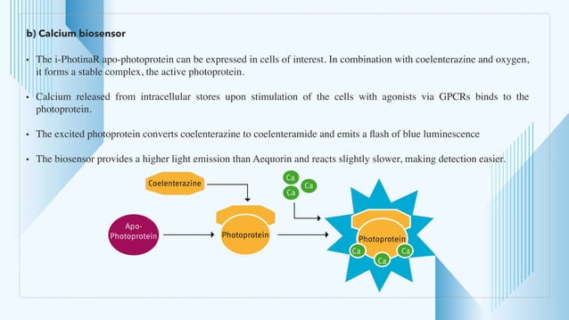 calcium influx assay | PDF