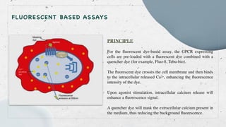 calcium influx assay | PDF
