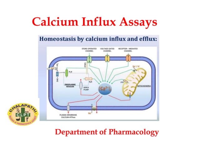 Calcium influx assays | PDF | Chemistry | Science