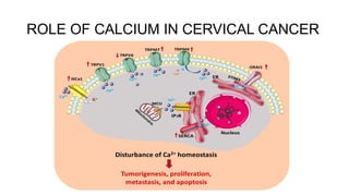 CALCIUM ROLE IN BIOLOGICAL CANCER DEVELOPMENT.pptx
