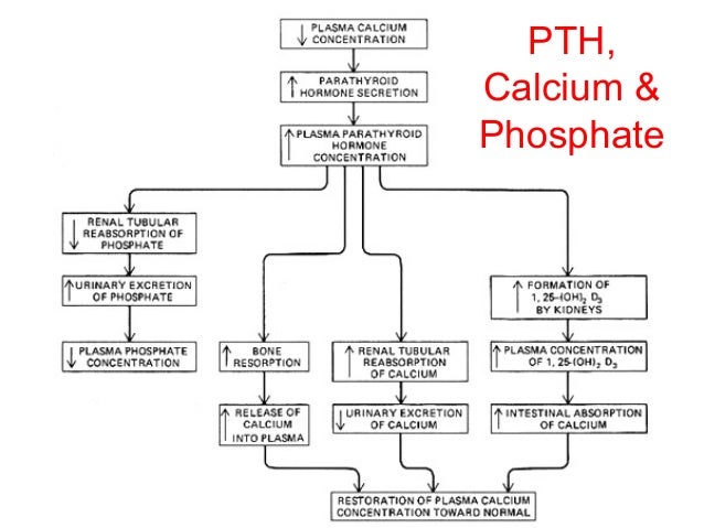 Calcium metabolism