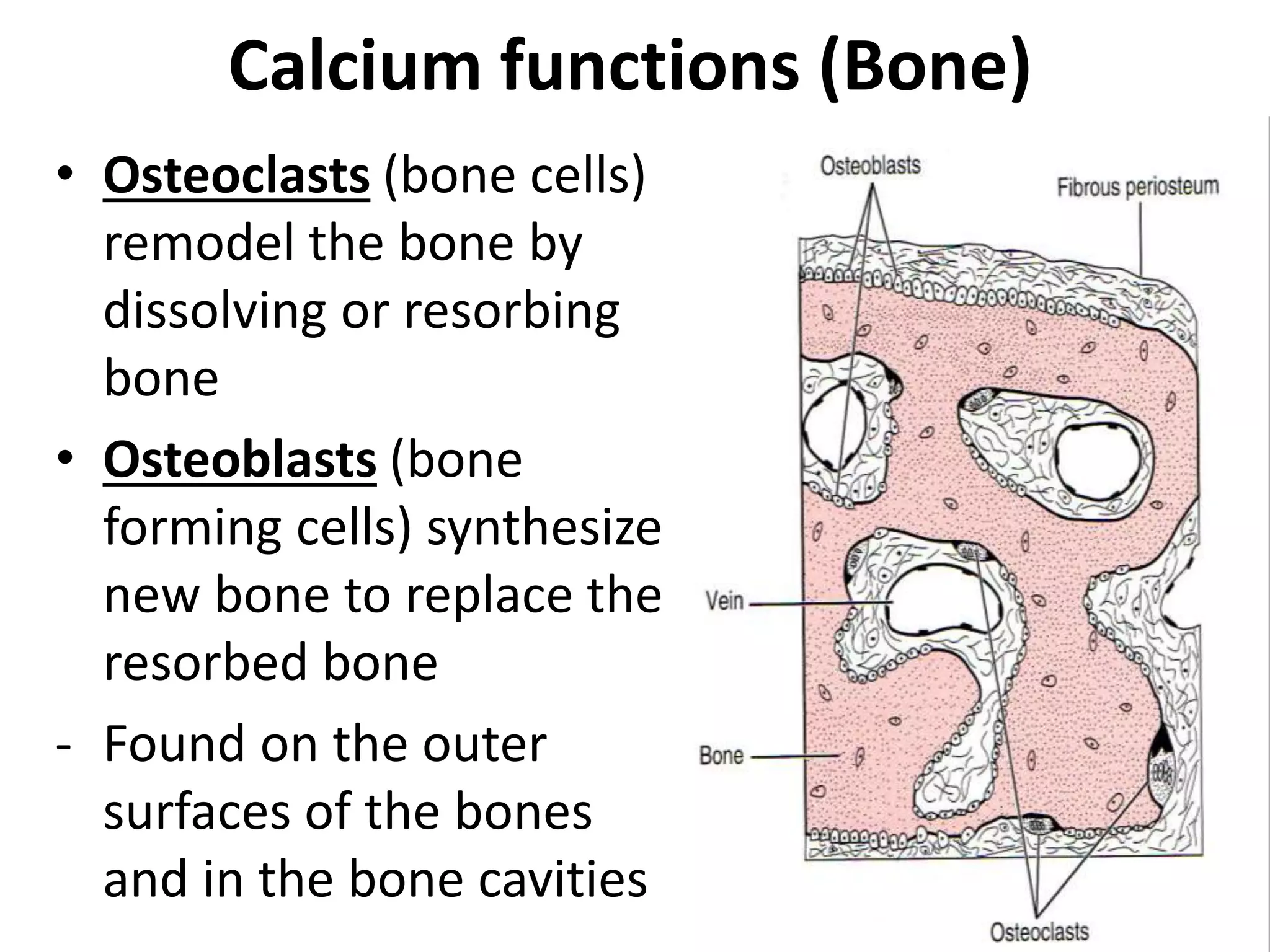 Calcium metabolism | PPTX