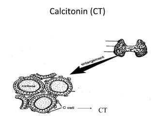 Calcium metabolism | PPTX