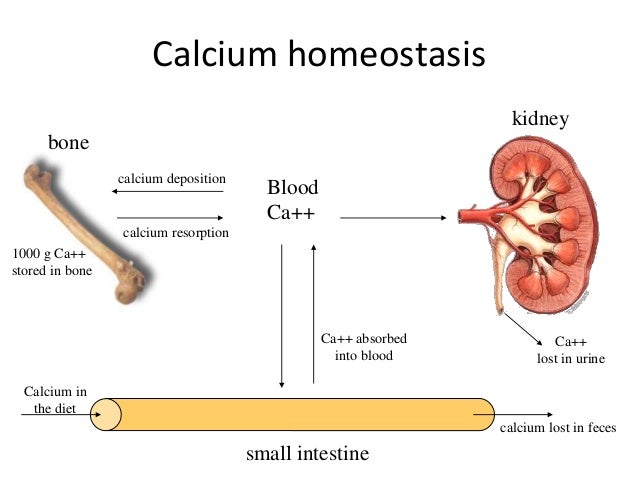 Calcium metabolism