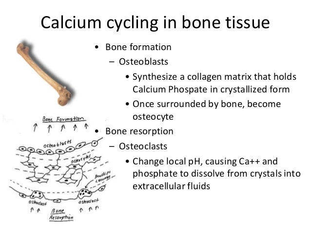 Calcium metabolism