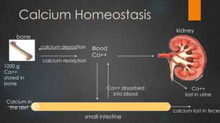 Calcium metabolism | PPTX