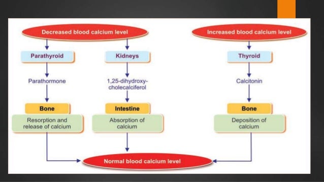 Calcium metabolism