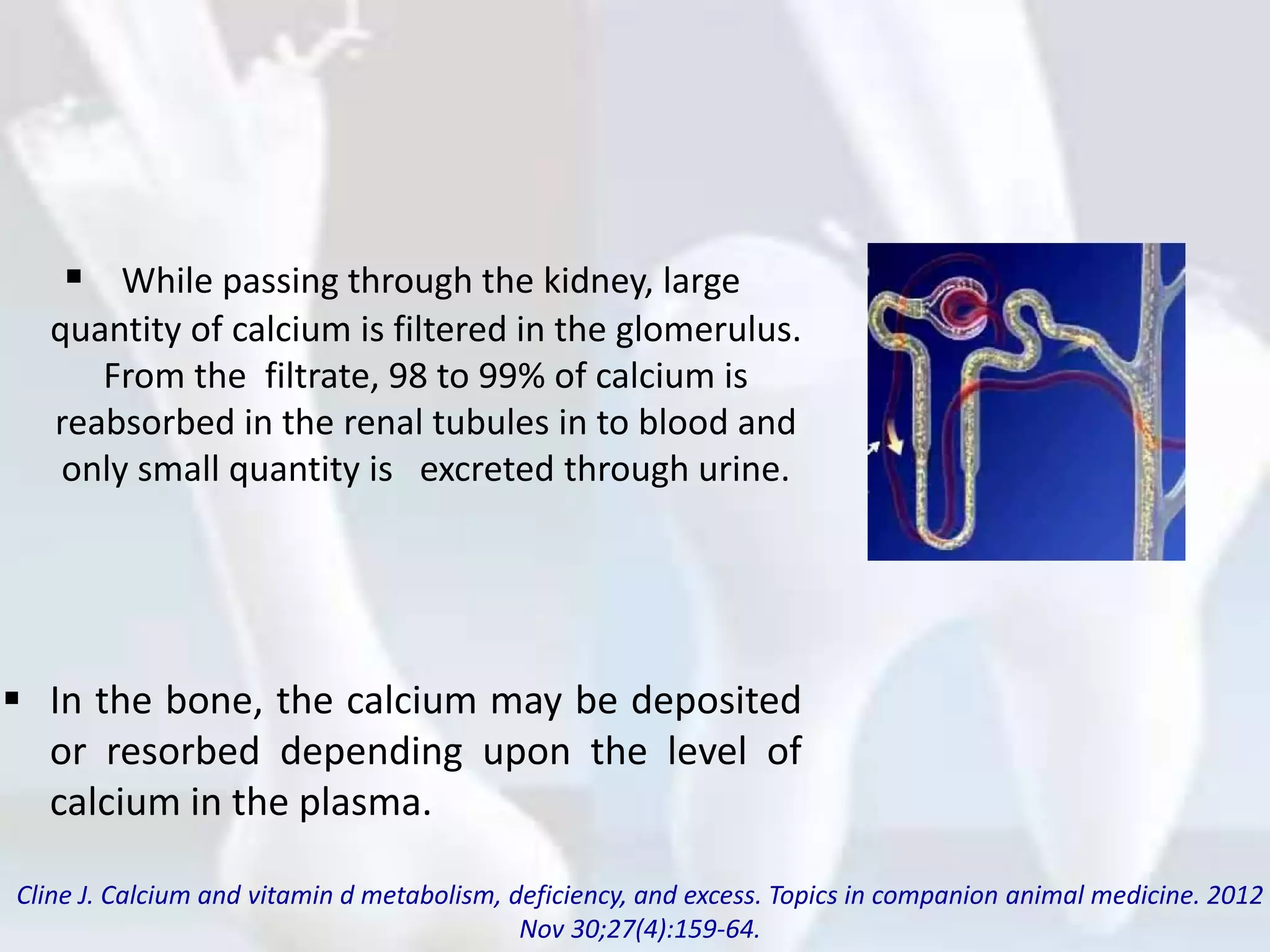 Calcium metabolism | PPTX