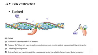 Calcium metabolism | PPTX
