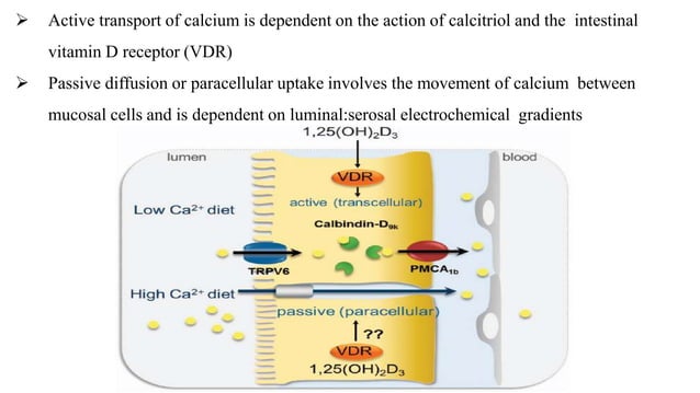 Calcium metabolism | PPTX