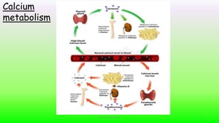 Calcium metabolism | PDF