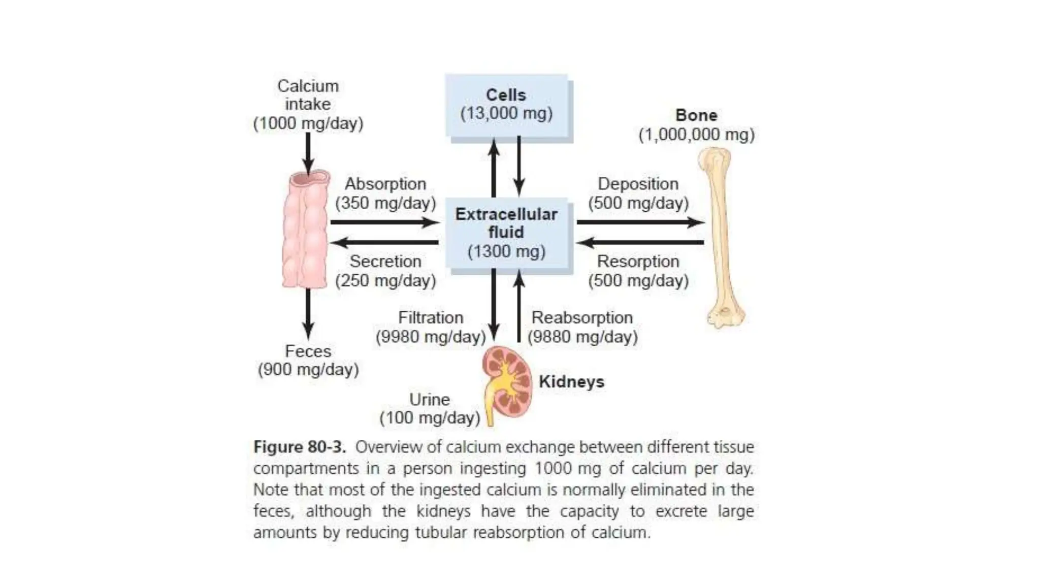importance of calcium metabolism in orthodontics, in .pptx