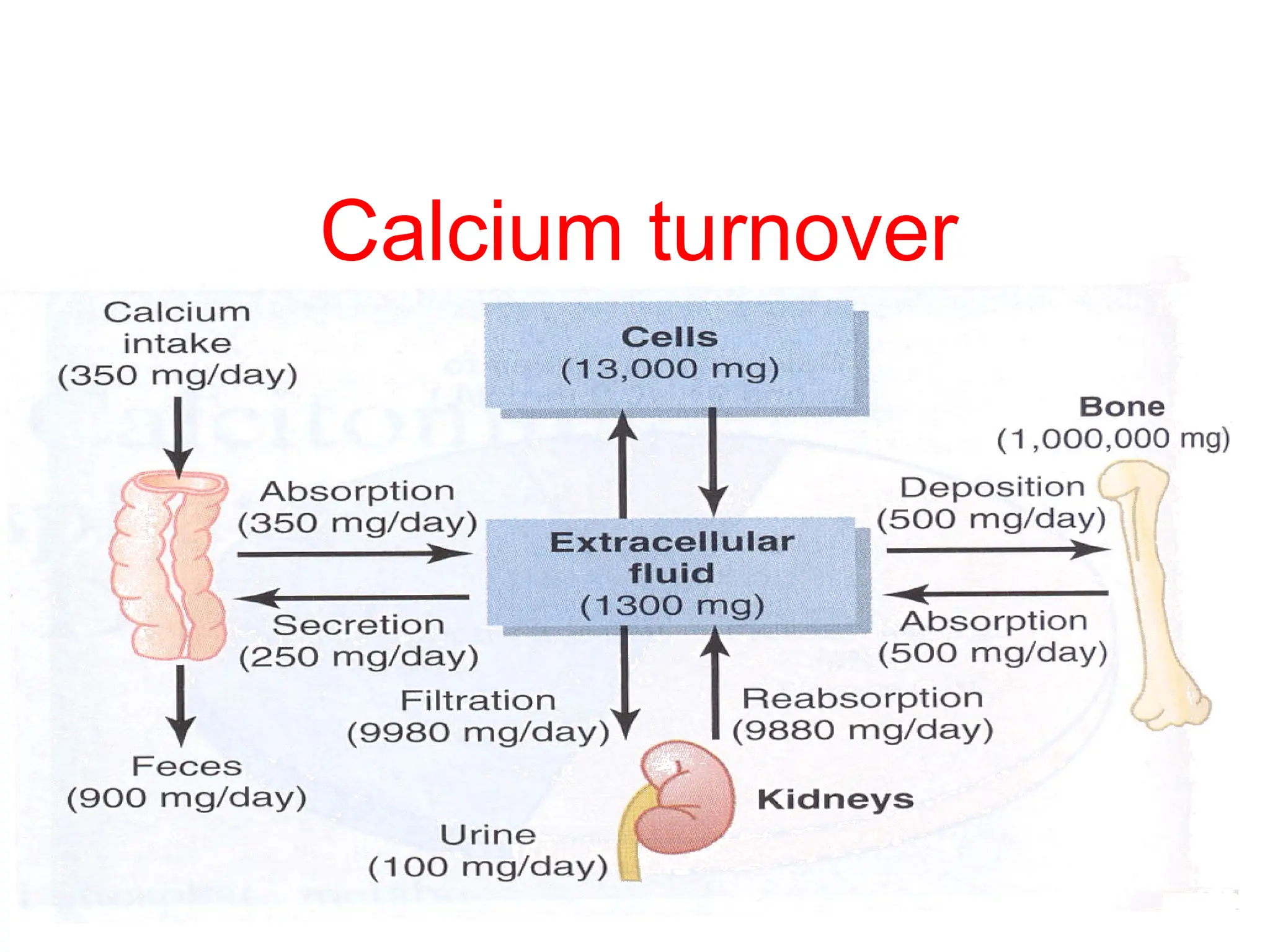 calcium metabolism .pptx