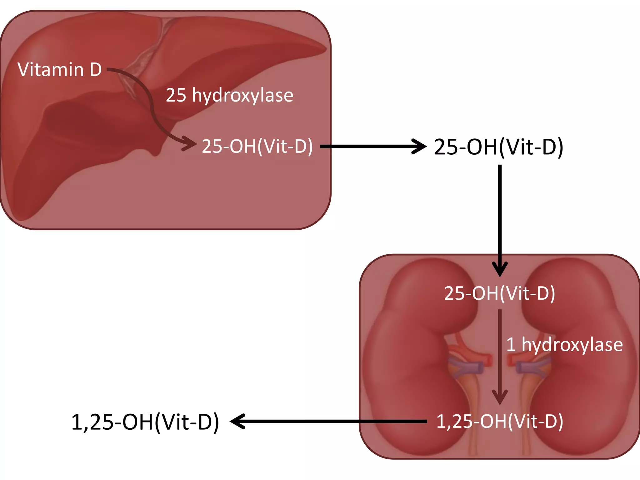 Calcium metabolism and vitamin D | PPTX