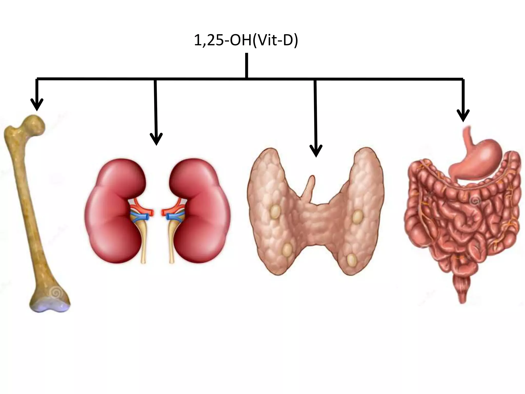 Calcium metabolism and vitamin D | PPTX