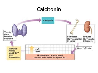 Calcium metabolism and vitamin D | PPTX
