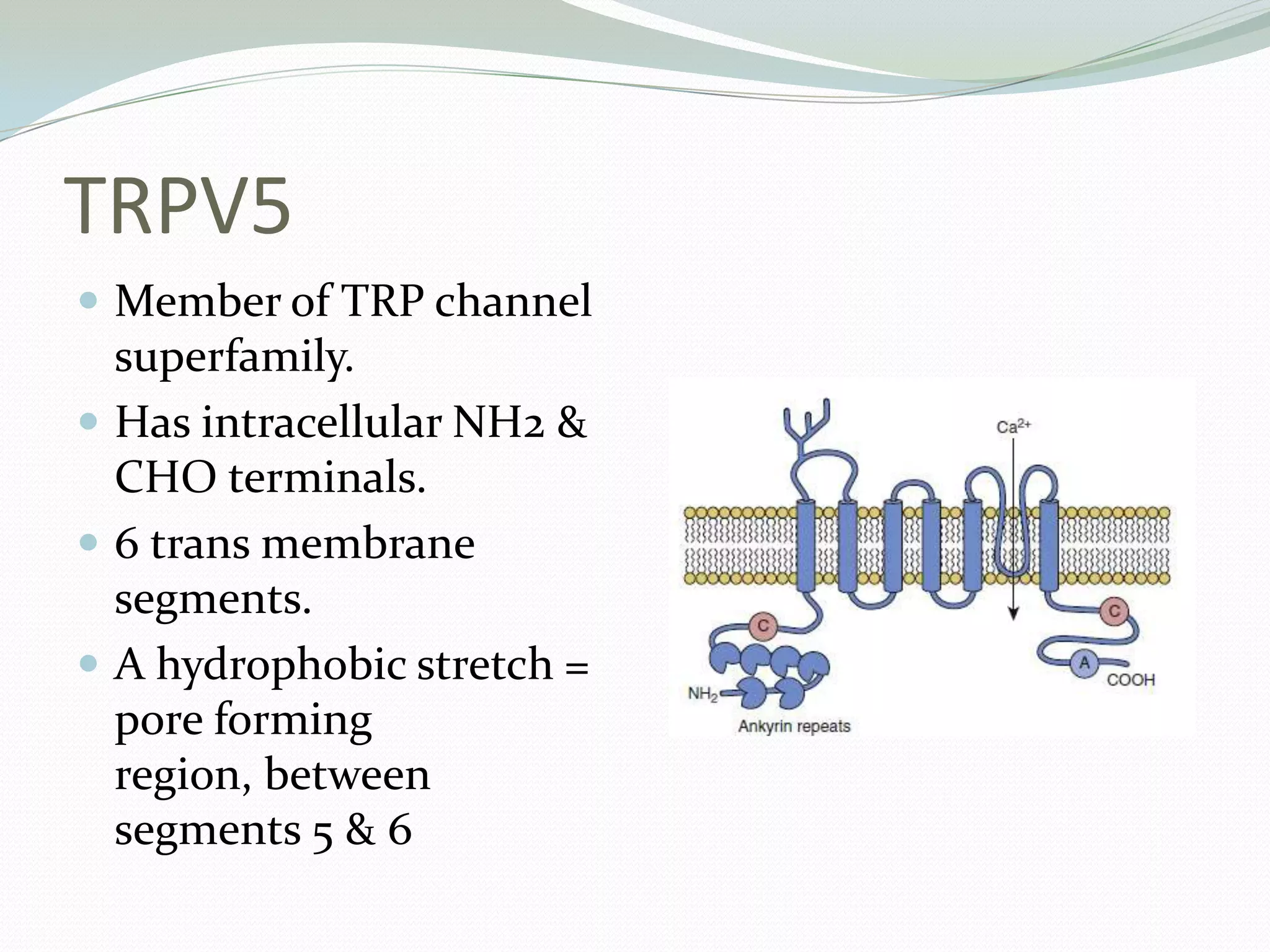 Calcium metabolism & hypercalcemia | PPTX | Digestive Disorders ...