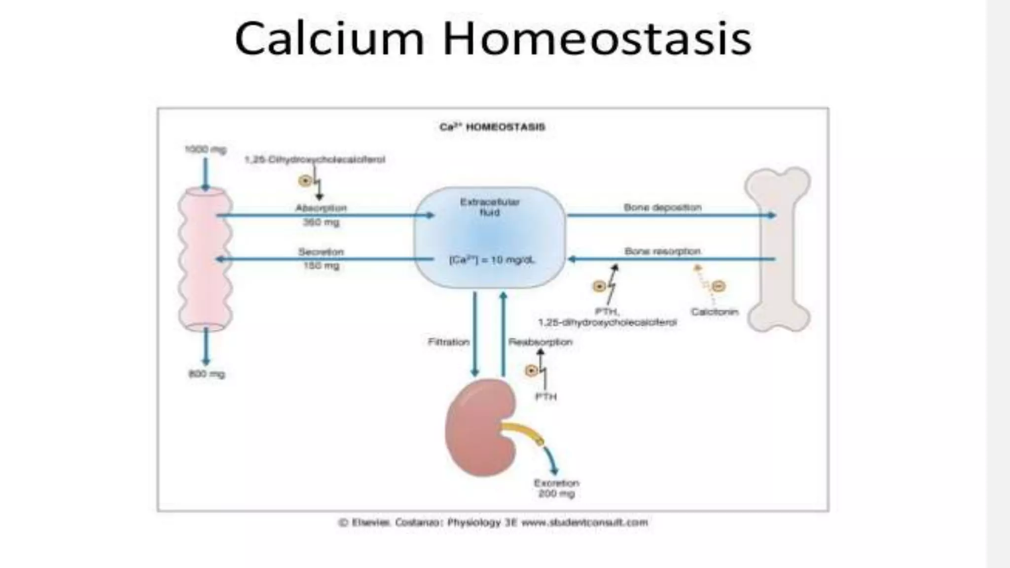 Calcium Metabolism and Hypocalcemia | PPTX